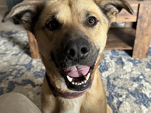 Layton, UT - Labrador Retriever/German Shepherd Dog. Meet Chewbacca ...