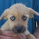 Pug Puppies - Pug Rescue and Adoption Near You