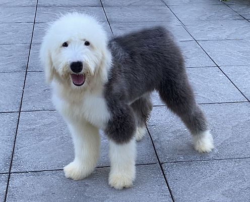 New York, NY - Old English Sheepdog. Meet Martha a Pet for Adoption ...