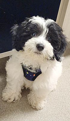 Maryville, IL - Lhasa Apso/Poodle (Miniature). Meet Samwell a Pet for ...
