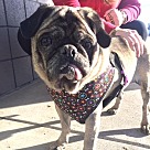 Pug Puppies - Pug Rescue and Adoption Near You