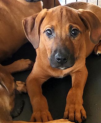 Southbury, CT - Boxer/Rhodesian Ridgeback. Meet Jack ~ meet me! a Pet ...