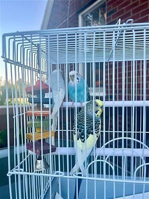 Uwchlan, PA - Parakeet - Other. Meet Pickle a Pet for Adoption ...