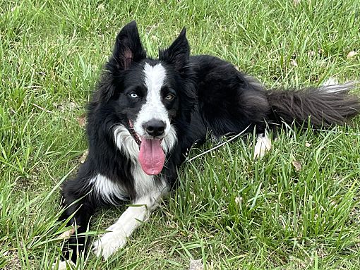 Augusta, KS - Border Collie. Meet Finley (Finn) a Pet for Adoption ...