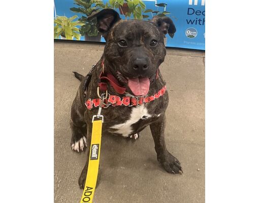 Indianapolis, IN - Boxer/Mixed Breed (Medium). Meet Odin a Pet for ...