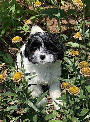 Hainesville, IL - Shih Poo/Bichon Frise. Meet ADOPTION PENDING Jojo a ...