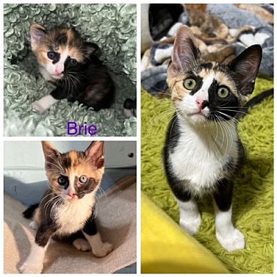 Phoenix, AZ - Calico. Meet Brie a Pet for Adoption - AdoptaPet.com