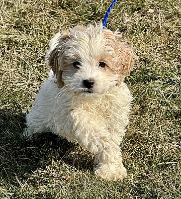 Yorkville, IL - Cavapoo/Miniature Poodle. Meet ADOPTION PENDING Murray ...