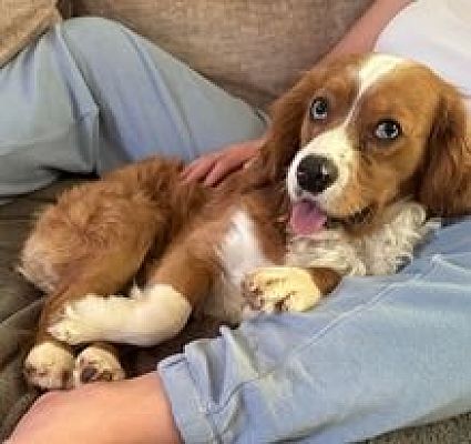 GIlberts, IL - Cocker Spaniel/Poodle (Standard). Meet Copper a Pet for ...