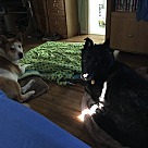 Corgi Puppies - Corgi Rescue and Adoption Near You