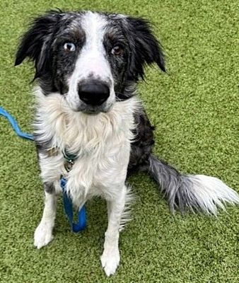 Silverdale, WA - Border Collie. Meet Hamilton a Pet for Adoption ...