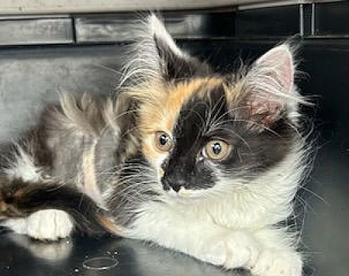 Sussex, NJ - Calico. Meet KITTEN PANDORA a Pet for Adoption - AdoptaPet.com