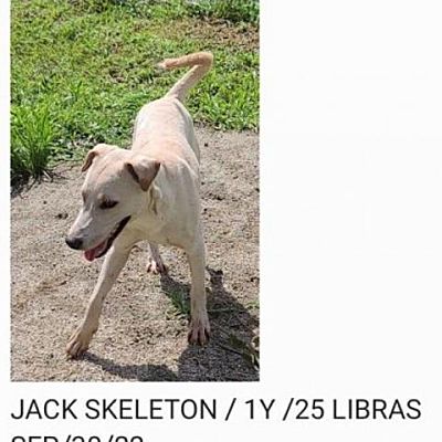 Lakeland, FL - Labrador Retriever. Meet Jack Skeleton a Pet for ...