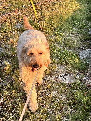 Clearwater, FL - Goldendoodle. Meet Saint a Pet for Adoption ...