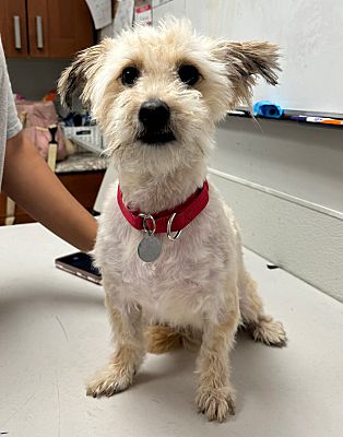 Harrison, NY - Bichon Frise. Meet Mario a Pet for Adoption - AdoptaPet.com