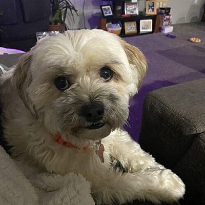 Southampton, PA - Havanese/Mixed Breed (Medium). Meet Meraki Society a ...