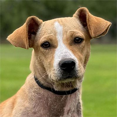 Portland, OR - Jack Russell Terrier/Feist. Meet Hoops a Pet for ...