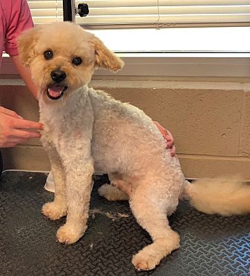 Tucson, AZ - Poodle (Miniature). Meet CURLY FRY a Pet for Adoption ...