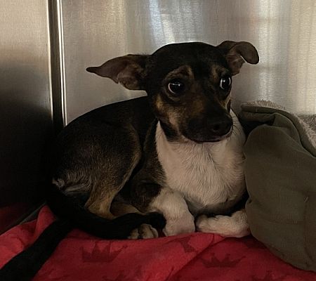 Spokane Valley, WA - Mixed Breed (Small). Meet Quincy a Pet for ...