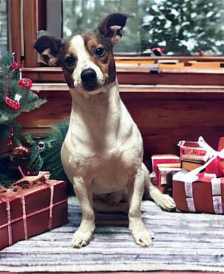 richmond, VA - Jack Russell Terrier. Meet PAPPY a Pet for Adoption ...