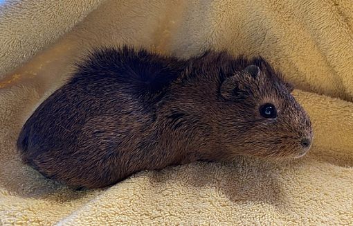 Monterey, CA - Guinea Pig. Meet Penelope a Pet for Adoption - AdoptaPet.com