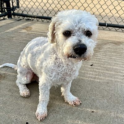 Des Moines, IA - Miniature Poodle. Meet Boo Boo a Pet for Adoption ...
