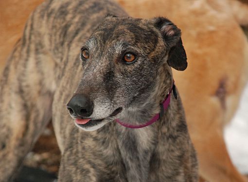 Ware, MA - Greyhound. Meet Clementine a Pet for Adoption - AdoptaPet.com