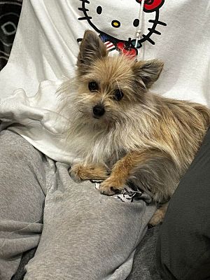 Gloucester, VA - Yorkie, Yorkshire Terrier/Yorkie, Yorkshire Terrier ...