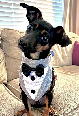 Orlando, FL - Dachshund/Miniature Pinscher. Meet Sweet Pete a Pet for ...