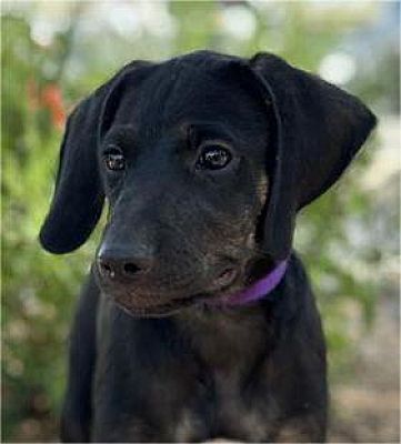 Portland, OR - Great Dane/Catahoula Leopard Dog. Meet Rori a Pet for ...