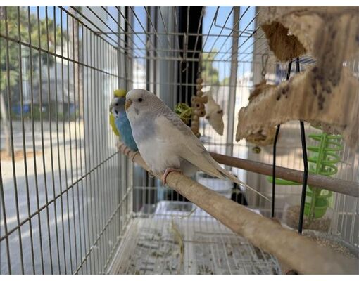 San Pedro, CA - Parakeet - Other. Meet A2160146 a Pet for Adoption ...