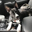 Boston Terrier Puppies - Boston Terrier Rescue and Adoption