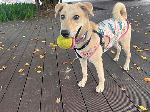 Sunnyvale, CA - Shepherd (Unknown Type)/Mixed Breed (Medium). Meet Lia ...