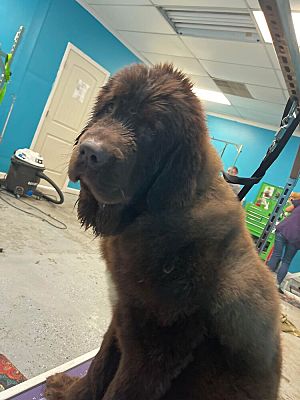 Gloucester, VA - Newfoundland. Meet Bear a Pet for Adoption - AdoptaPet.com