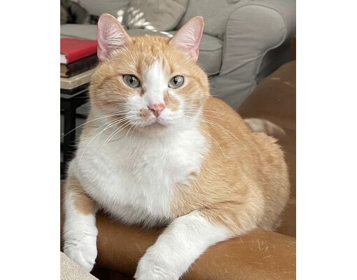 Hutto, TX - Scottish Fold. Meet Sam a Pet for Adoption - AdoptaPet.com