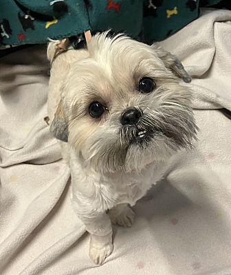 Kansas city, MO - Shih Tzu. Meet Alma a Pet for Adoption - AdoptaPet.com