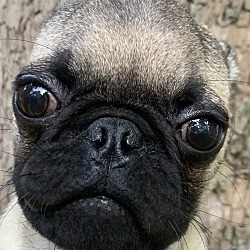 Pug Puppies and Dogs in Indiana - Buy or Adopt | Adoptapet.com