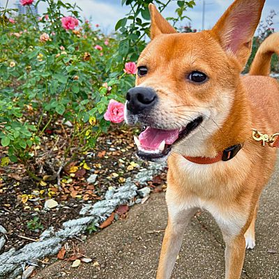 Palisades Park, NJ - Toy Fox Terrier/Jindo. Meet Lami a Pet for ...