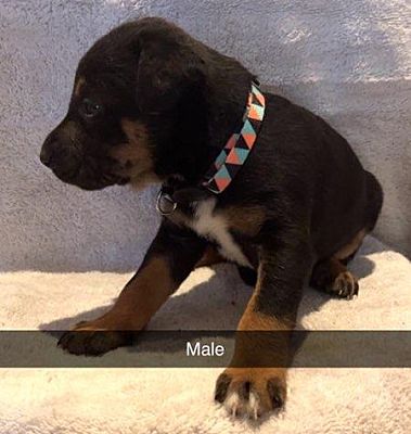 Los Lunas, NM - Rottweiler/Terrier (Unknown Type, Medium). Meet Rotti ...