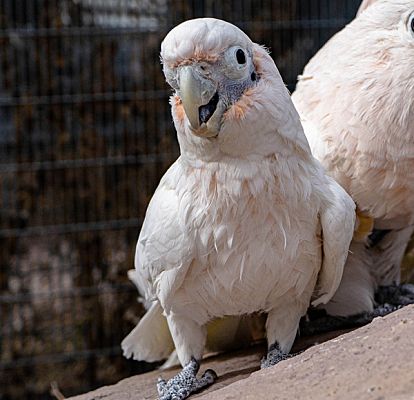 Elizabeth, CO - Cockatoo. Meet Gidget a Pet for Adoption - AdoptaPet.com