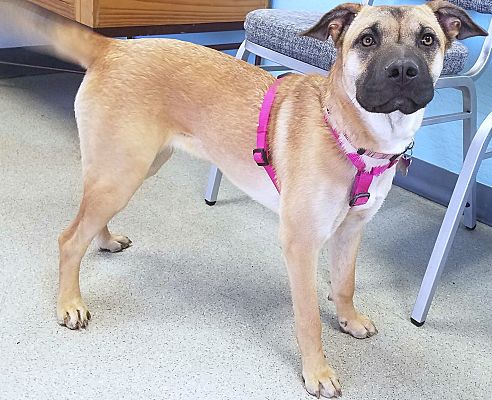 Phoenix, AZ - Rhodesian Ridgeback/Shar Pei. Meet Olivia a Pet for ...