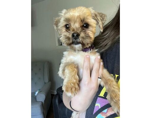 Kansas City, MO - Mixed Breed (Small)/Mixed Breed (Medium). Meet Pixie ...