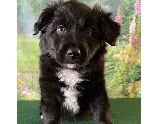 Chino Hills, CA - Cardigan Welsh Corgi/Labrador Retriever. Meet Rhian ...