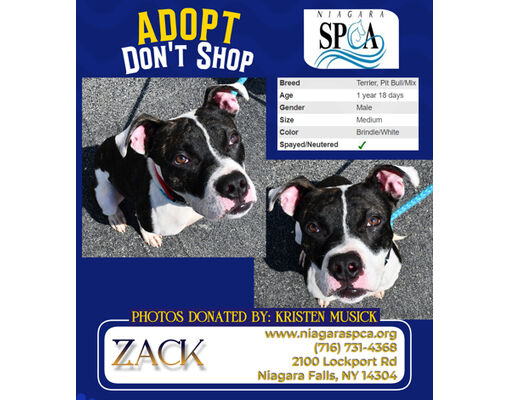 Niagara Falls, NY - Boxer/Mixed Breed (Medium). Meet Zack a Pet for ...