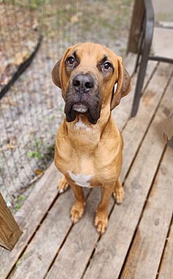 Orange Park, FL - Bloodhound/American Staffordshire Terrier. Meet Bingo ...