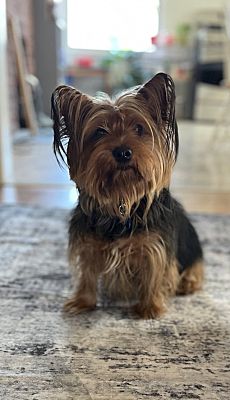Troy, MI - Yorkie, Yorkshire Terrier. Meet Queen Latifah a Pet for ...