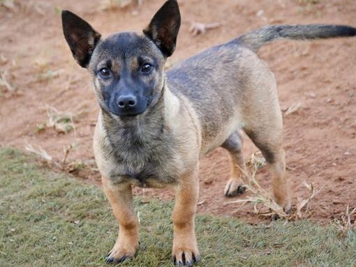 Tallahassee, FL - Belgian Malinois/Dachshund. Meet CHEESE a Pet for ...