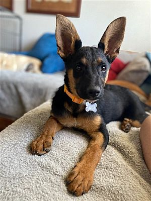 Glendale, AZ - Australian Cattle Dog/German Shepherd Dog. Meet Lila a ...