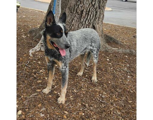 Rochester, NY - Australian Cattle Dog. Meet Vinnie C. MM a Pet for ...