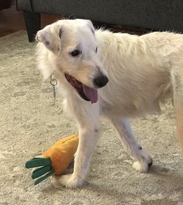 Tulsa, OK - Jack Russell Terrier. Meet Cotton in Tulsa a Pet for ...